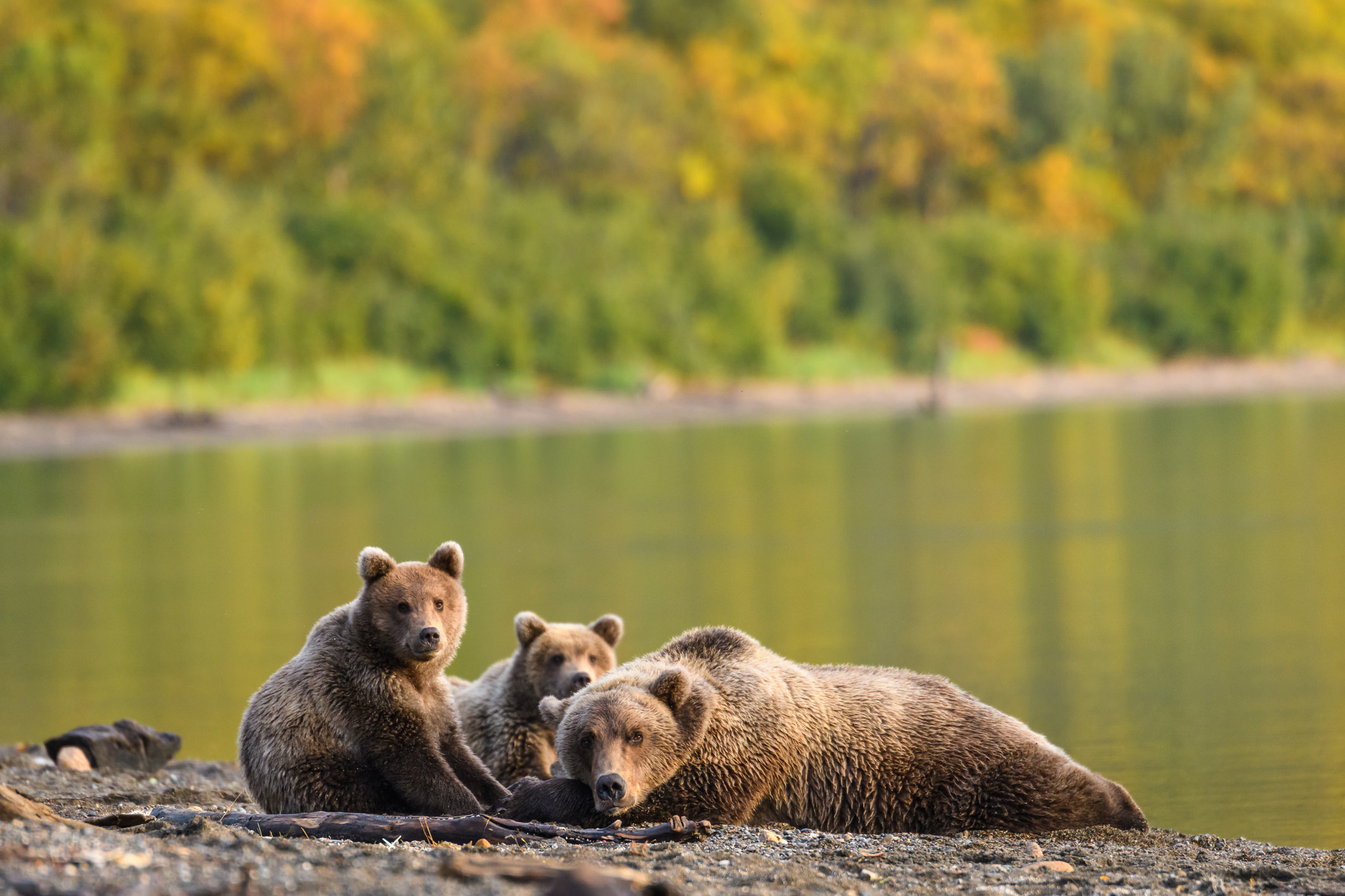 Les Pyrénéens et la réintroduction de l’ours dans les Pyrénées ... Les Pyrénéens et la réintroduction de l’ours dans les Pyrénées ...